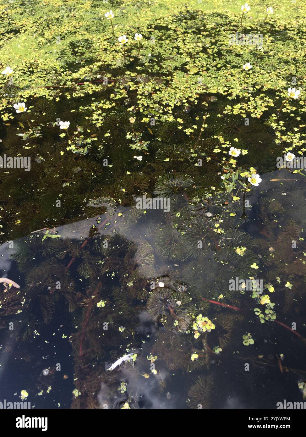 Carolina Fanwort (Cabomba caroliniana Stock Photo - Alamy