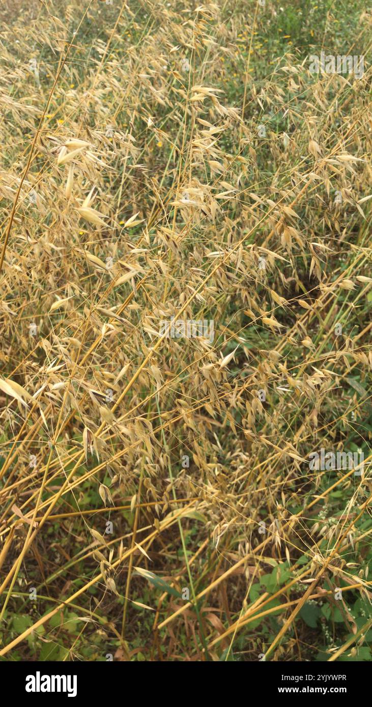 wild oat (Avena fatua Stock Photo - Alamy