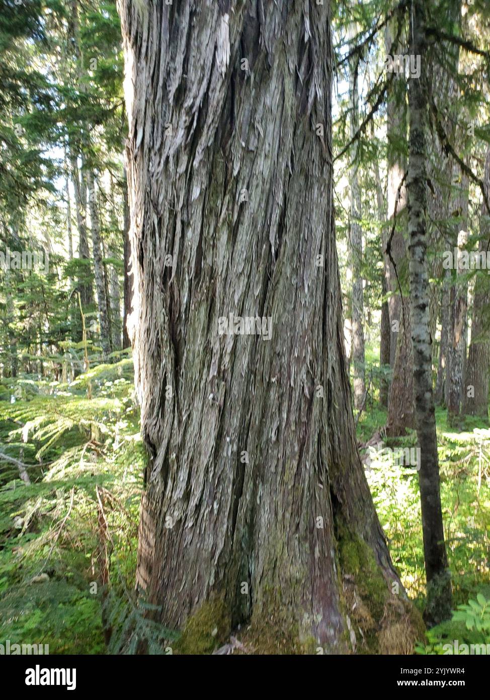 Alaska yellow cedar (Callitropsis nootkatensis Stock Photo - Alamy
