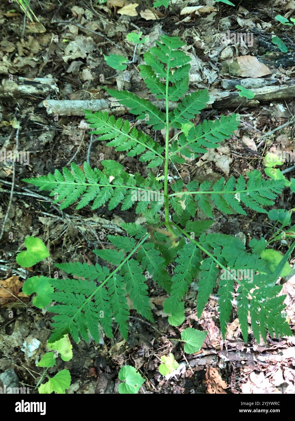 rattlesnake fern (Botrypus virginianus Stock Photo - Alamy
