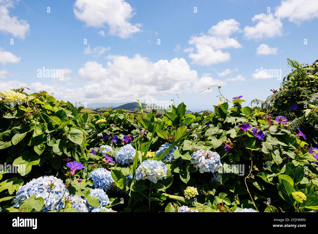 Summer vegetation at Azores islands, hydrangeas at the roadside ...