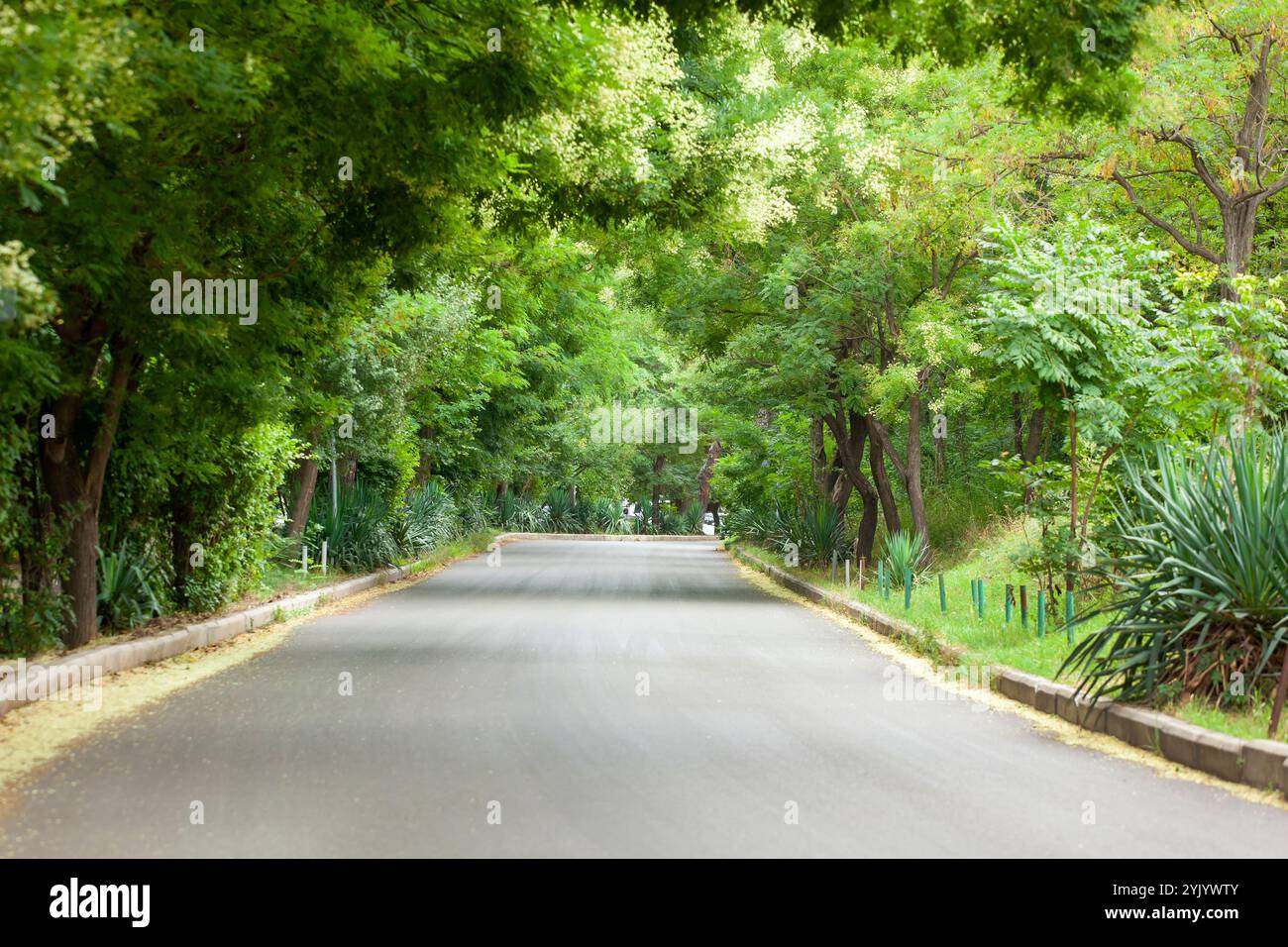 Beautiful tree lined road in the Tunnel of Trees in the park Lisi Stock ...