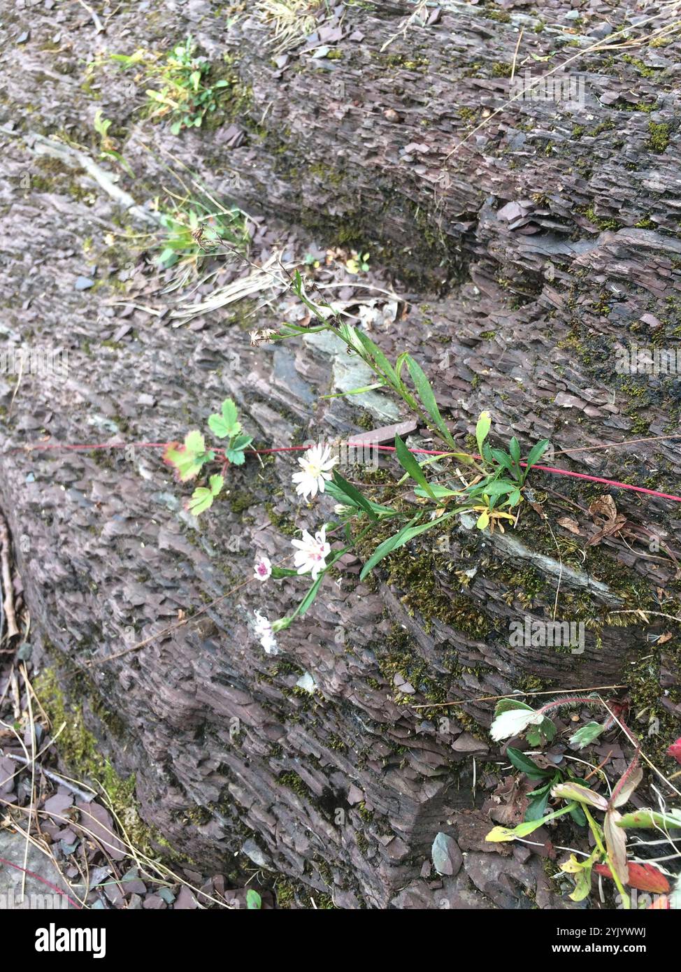 Tradescant's aster (Symphyotrichum tradescantii Stock Photo - Alamy