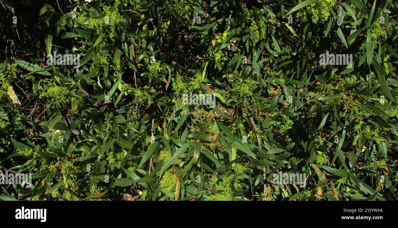 Searsia lancea hi-res stock photography and images - Alamy