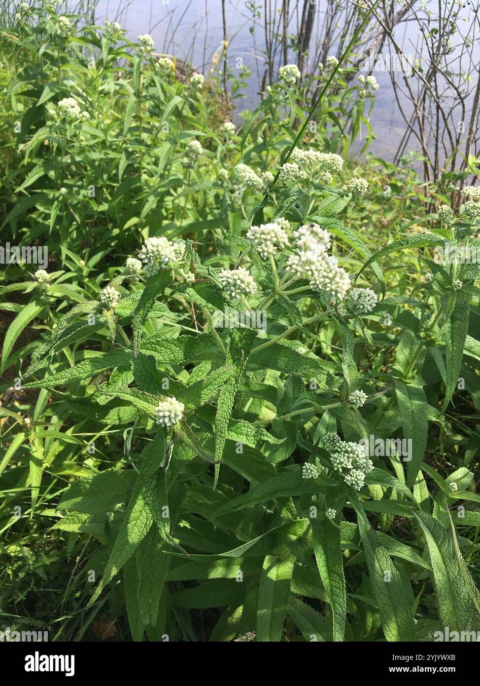 common boneset (Eupatorium perfoliatum Stock Photo - Alamy