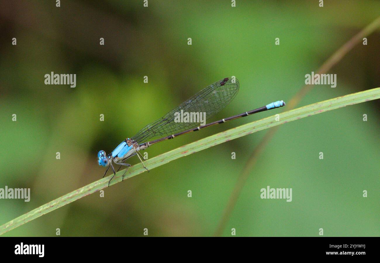 Argia apicalis hi-res stock photography and images - Alamy
