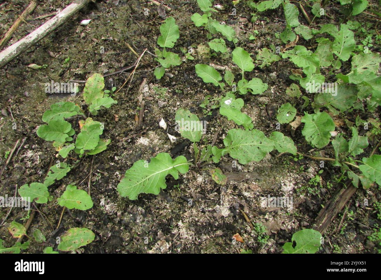 Amphibious Yellowcress (Rorippa amphibia Stock Photo - Alamy