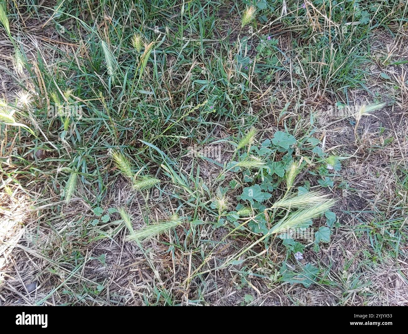 wall barley (Hordeum murinum Stock Photo - Alamy