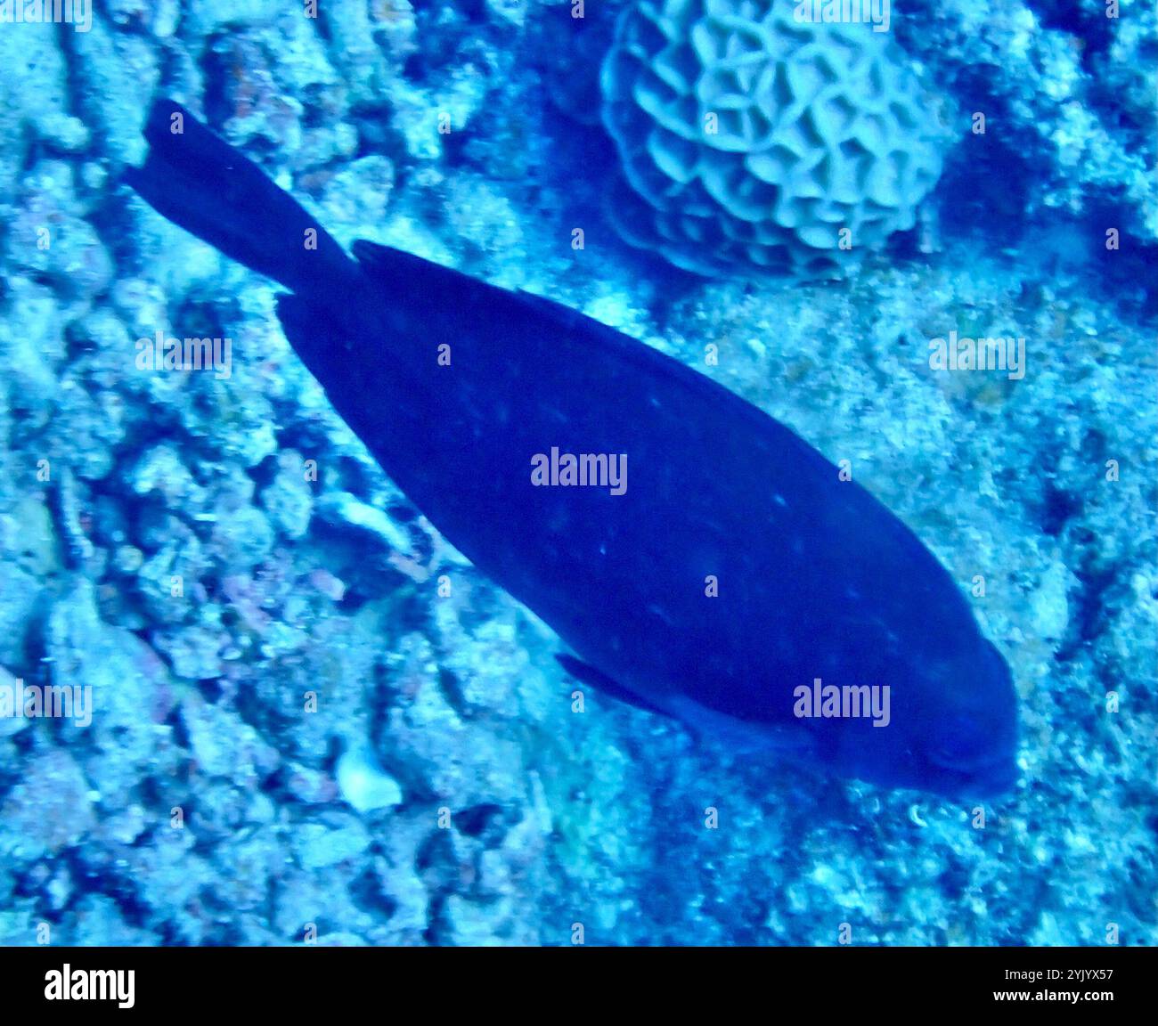 Dusky Spinefoot (Siganus luridus Stock Photo - Alamy