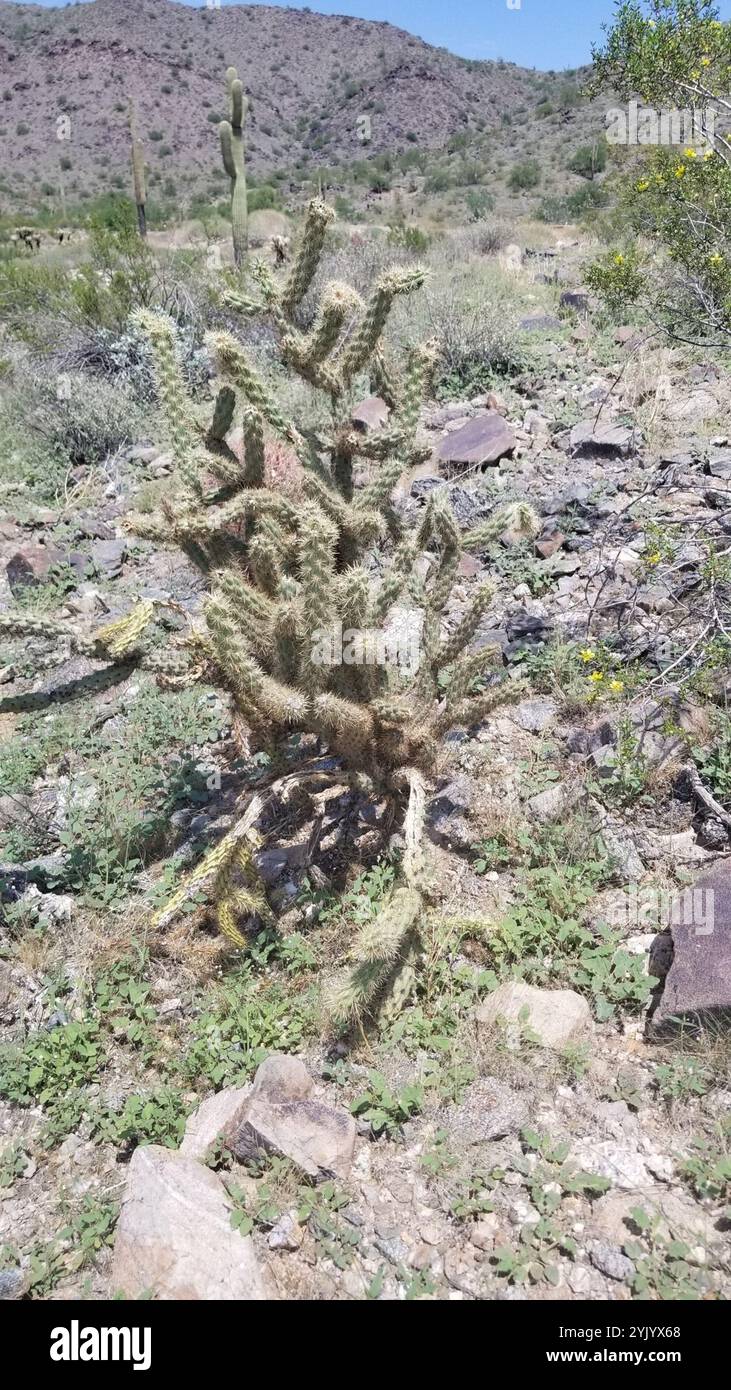 Buckhorn Cholla (Cylindropuntia acanthocarpa Stock Photo - Alamy