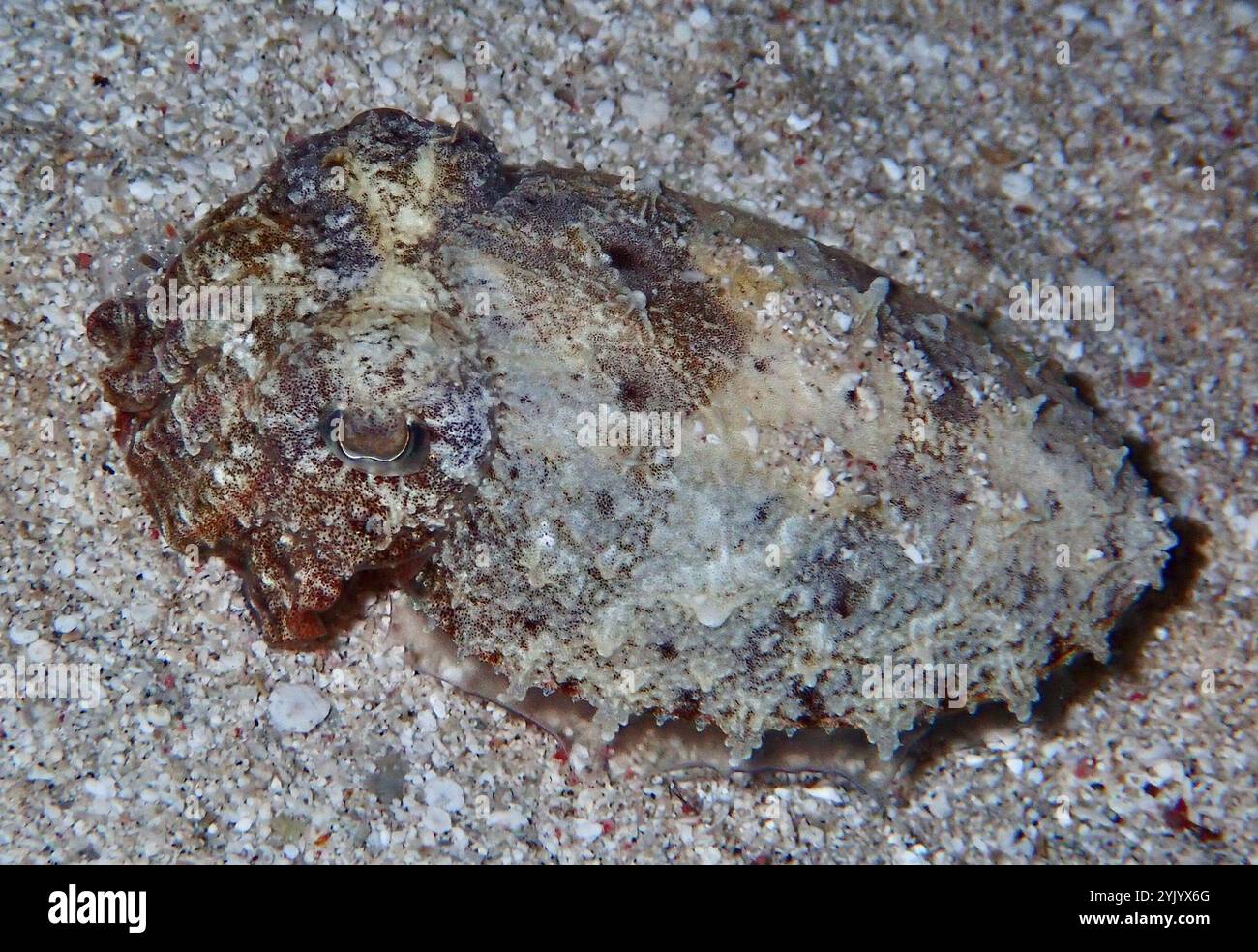 Hooded Cuttlefish (Rhombosepion prashadi Stock Photo - Alamy