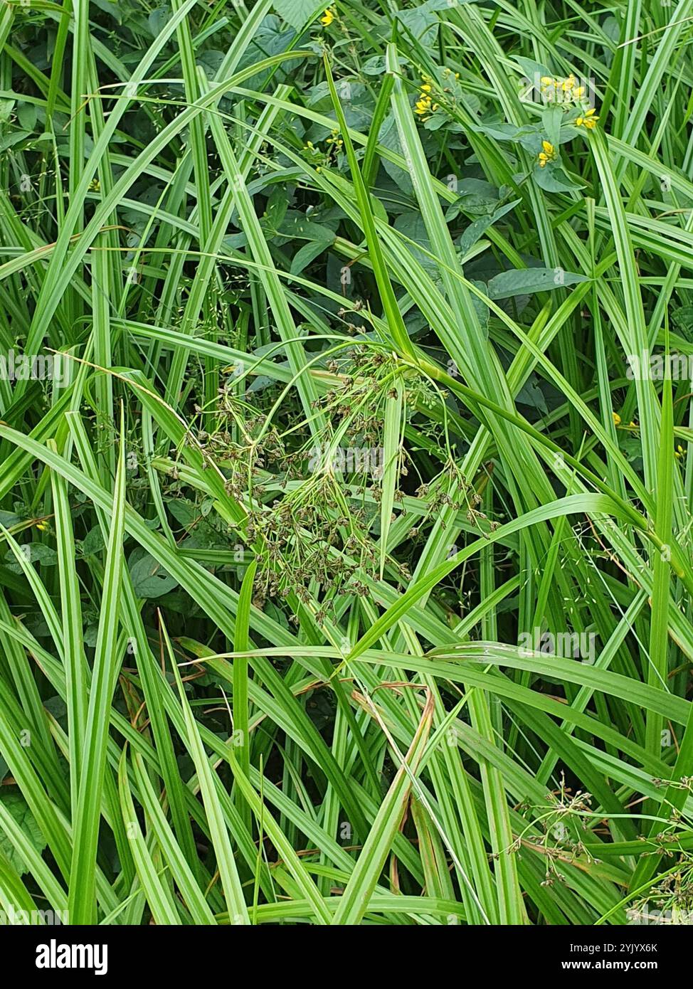 Wood Club-rush (Scirpus sylvaticus Stock Photo - Alamy
