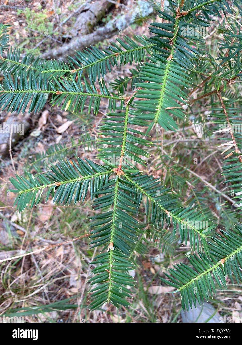 Torreya californica hi-res stock photography and images - Alamy