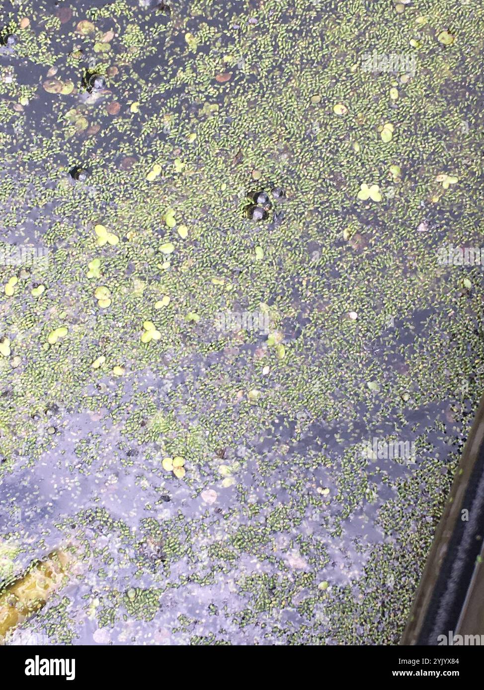 Brazilian watermeal (Wolffia brasiliensis Stock Photo - Alamy