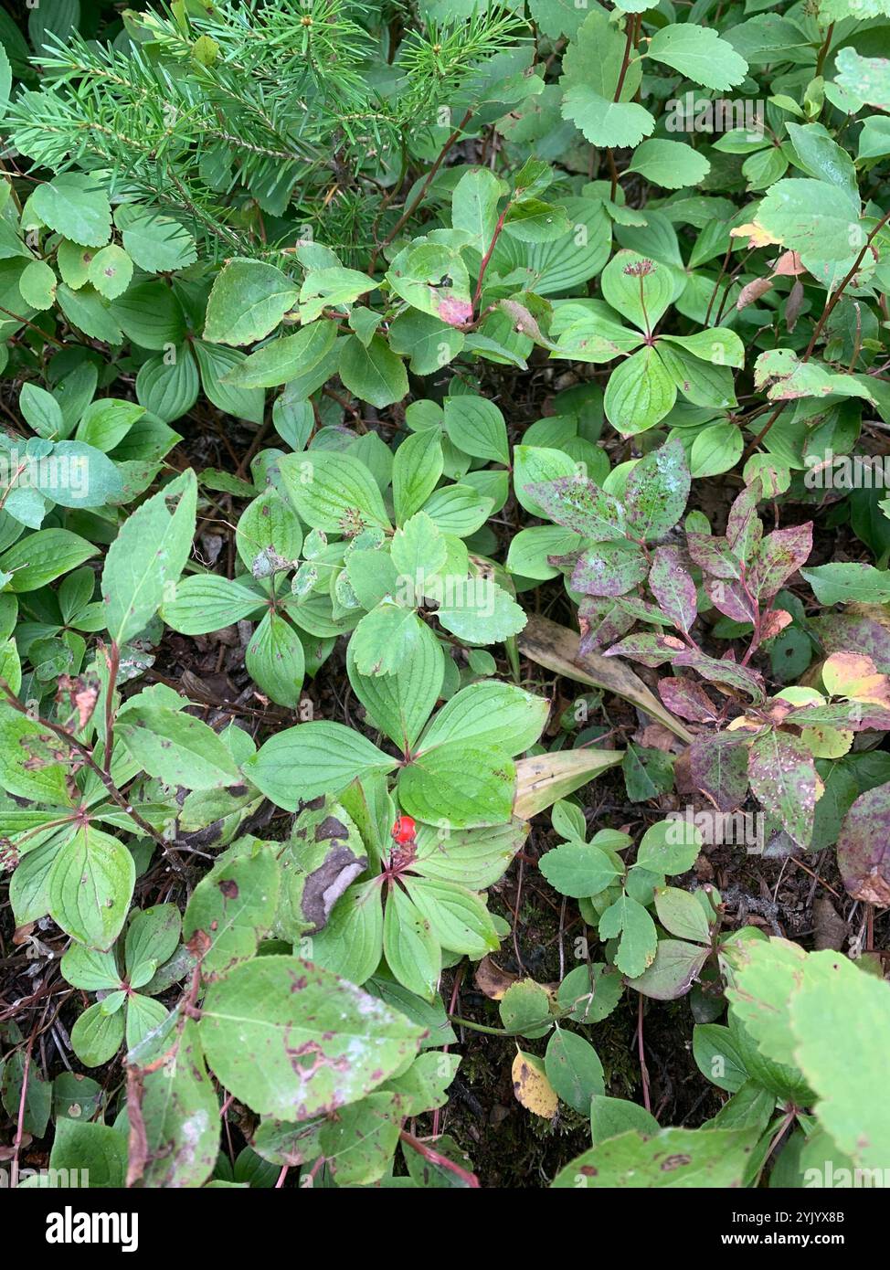 Canadian bunchberry (Cornus canadensis Stock Photo - Alamy