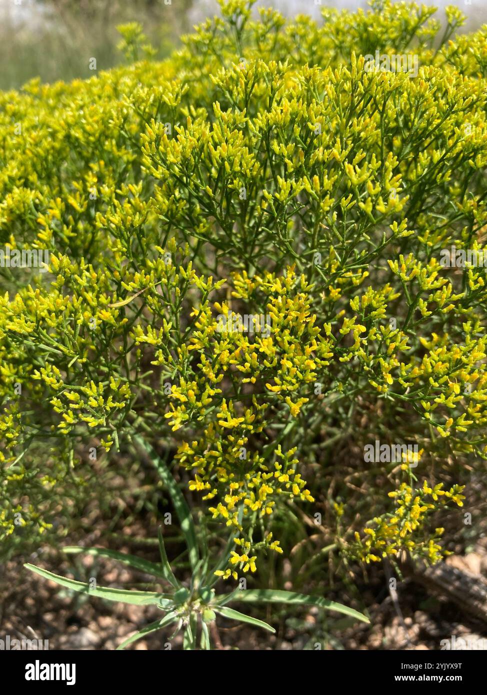 sticky snakeweed (Gutierrezia microcephala Stock Photo - Alamy
