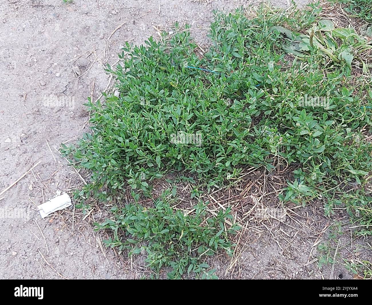 Prostrate Knotweed (Polygonum aviculare Stock Photo - Alamy