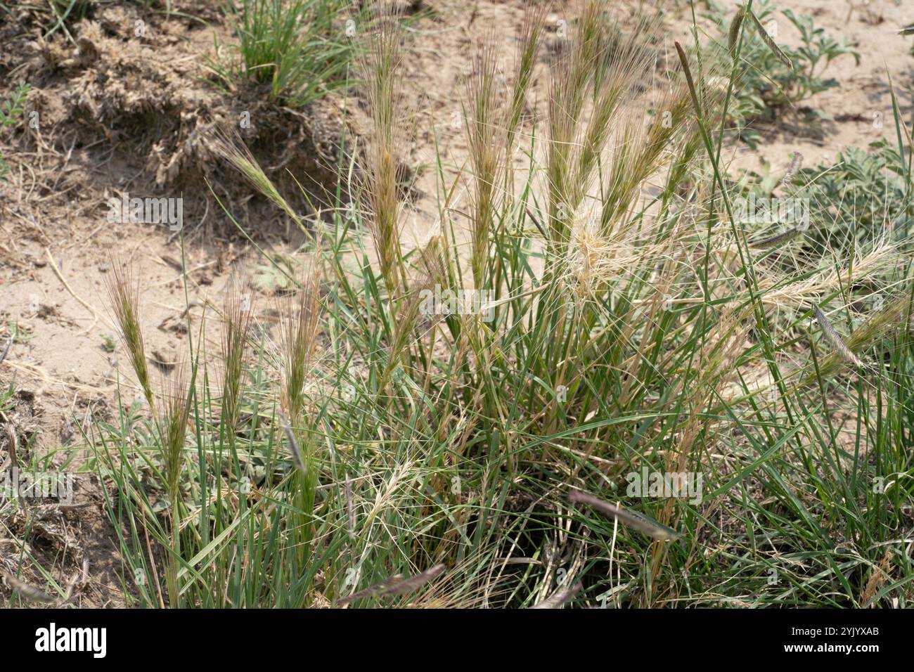 Squirreltail (Elymus elymoides Stock Photo - Alamy