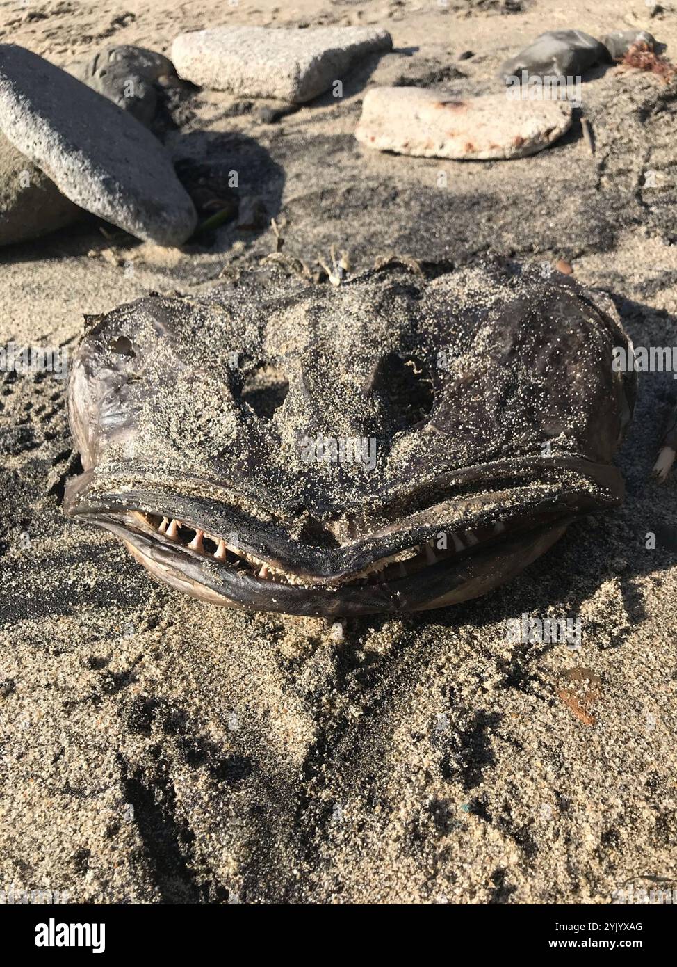 Ophiodon elongatus hi-res stock photography and images - Alamy