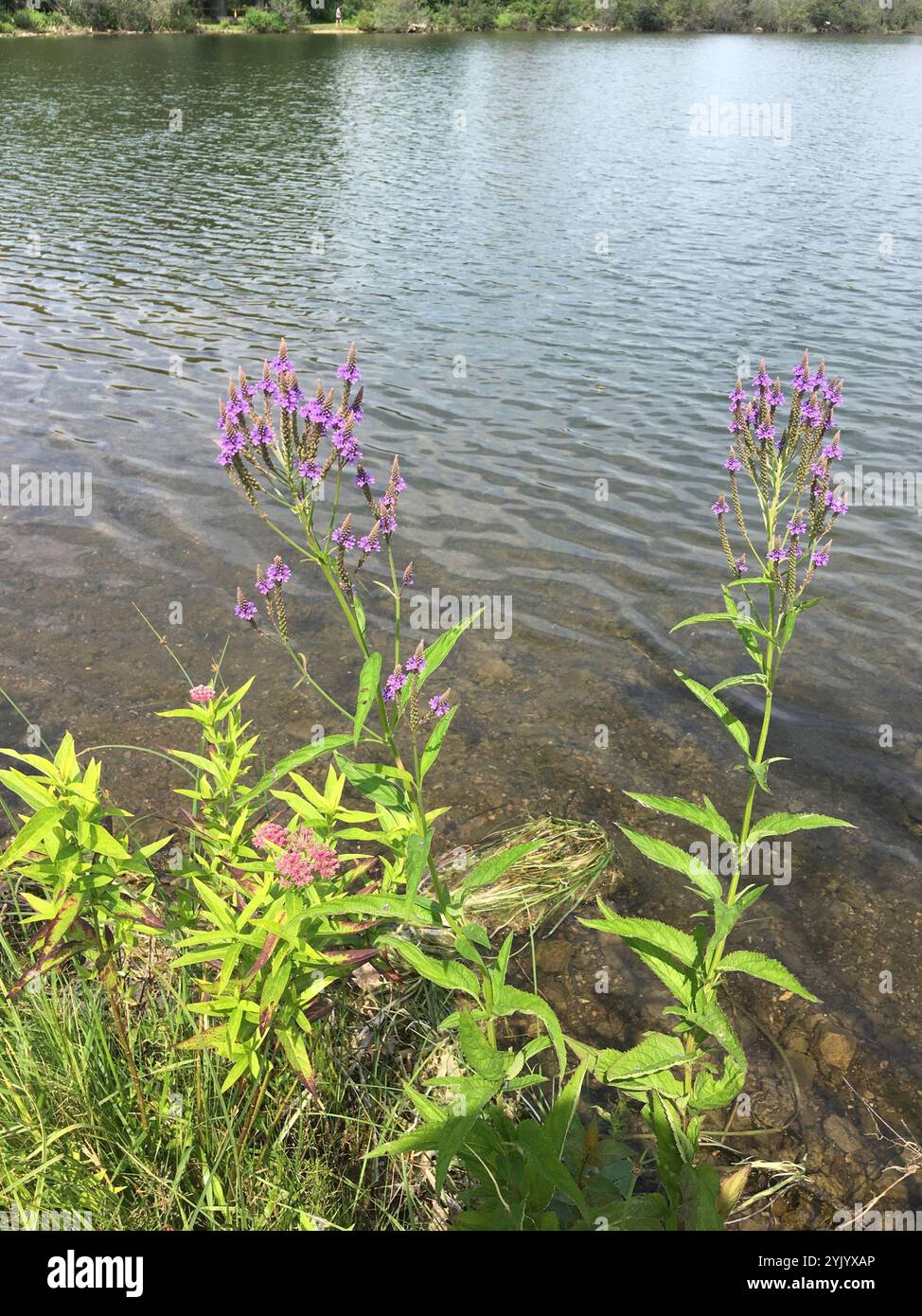 blue vervain (Verbena hastata Stock Photo - Alamy