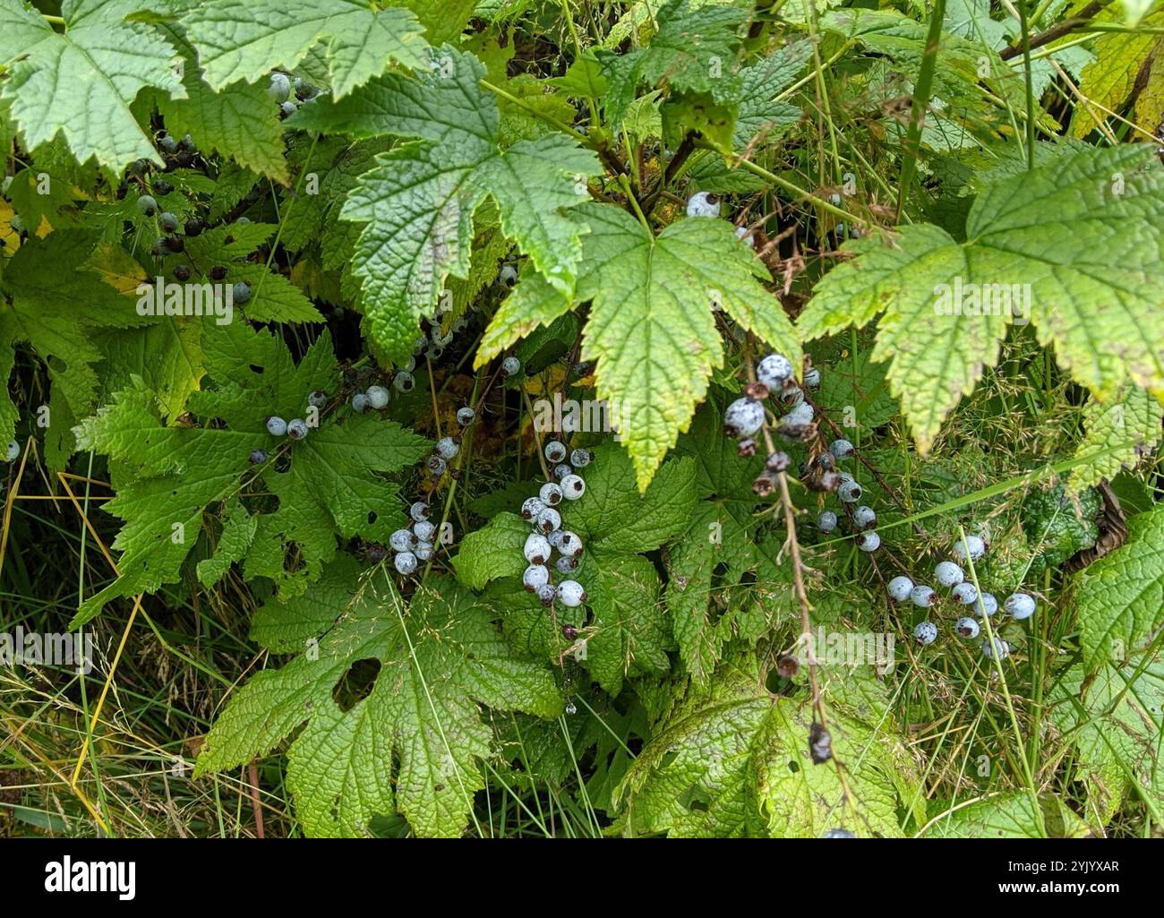 Stink Currant (Ribes bracteosum Stock Photo - Alamy