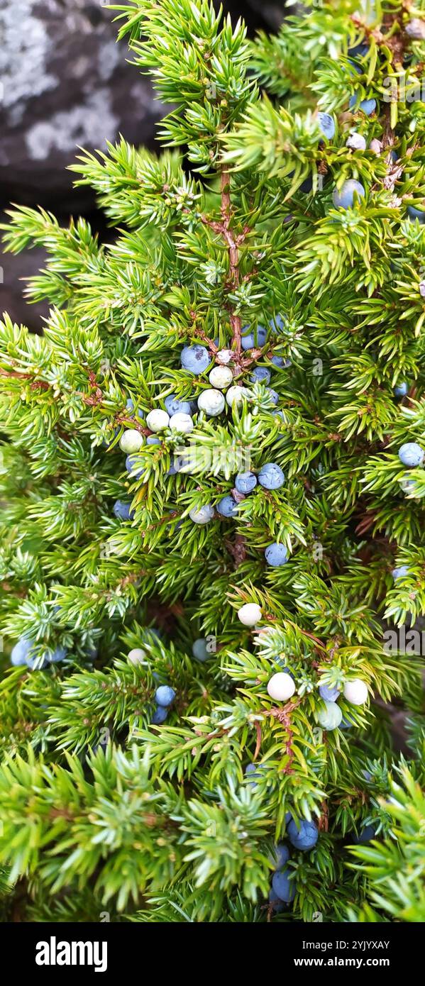 common juniper (Juniperus communis Stock Photo - Alamy