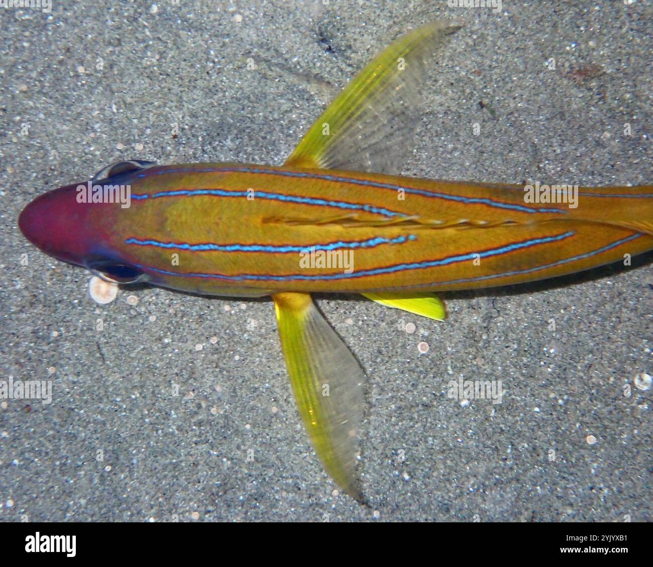 Bluestriped Snapper (Lutjanus kasmira Stock Photo - Alamy