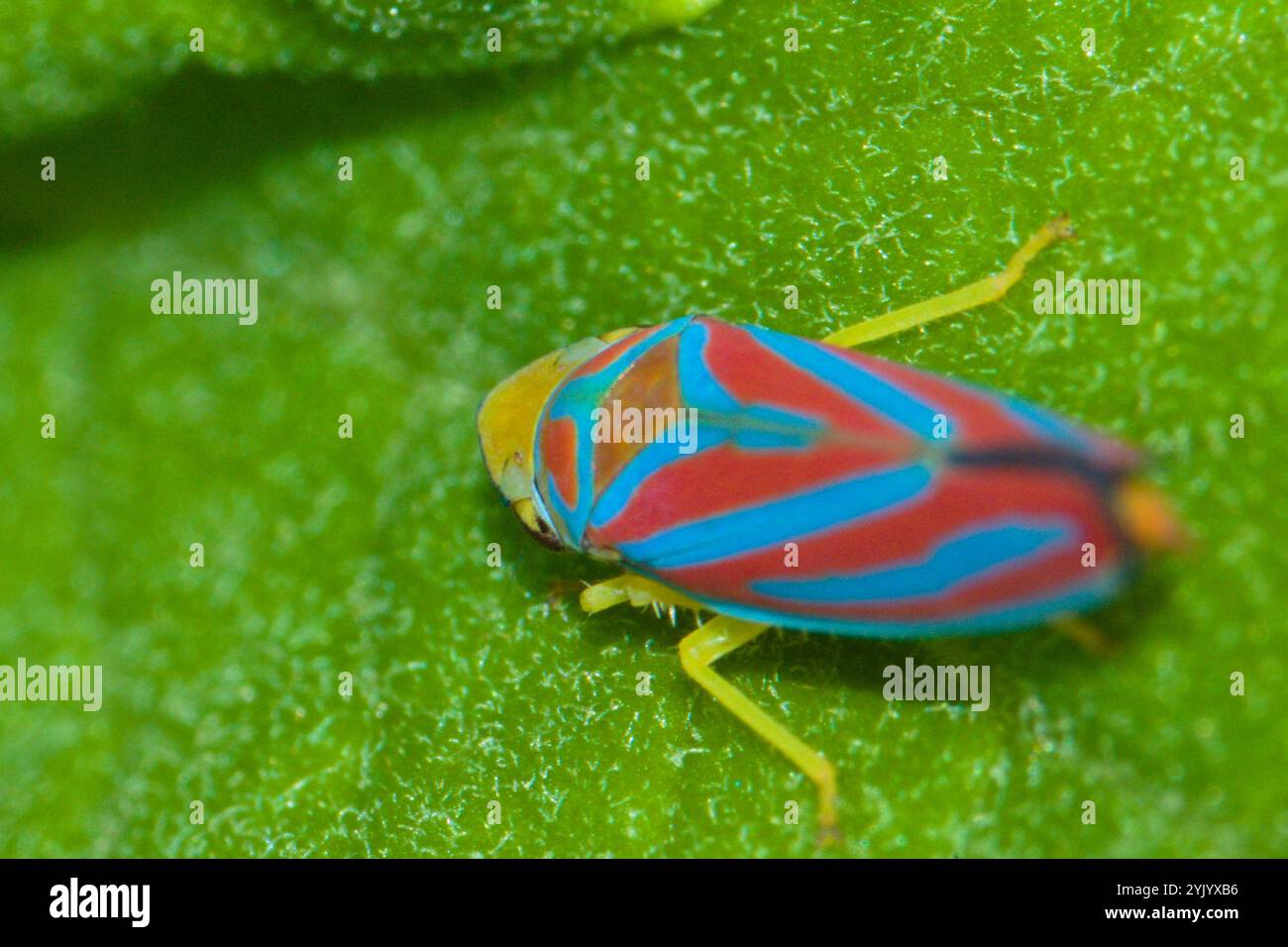 Red-banded Leafhopper (Graphocephala coccinea Stock Photo - Alamy