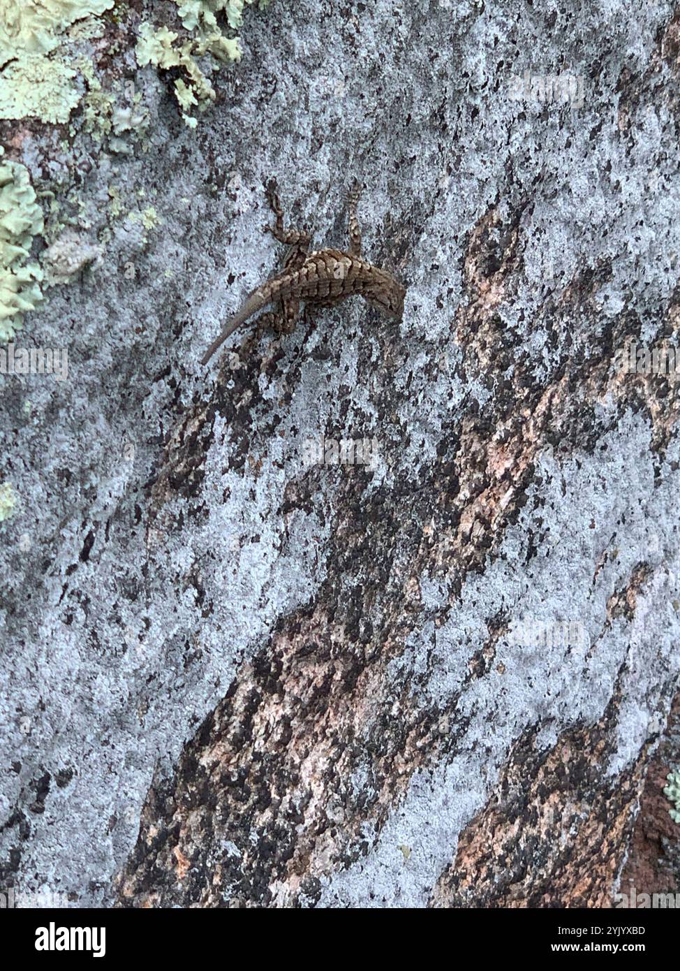 Sceloporus consobrinus hi-res stock photography and images - Alamy