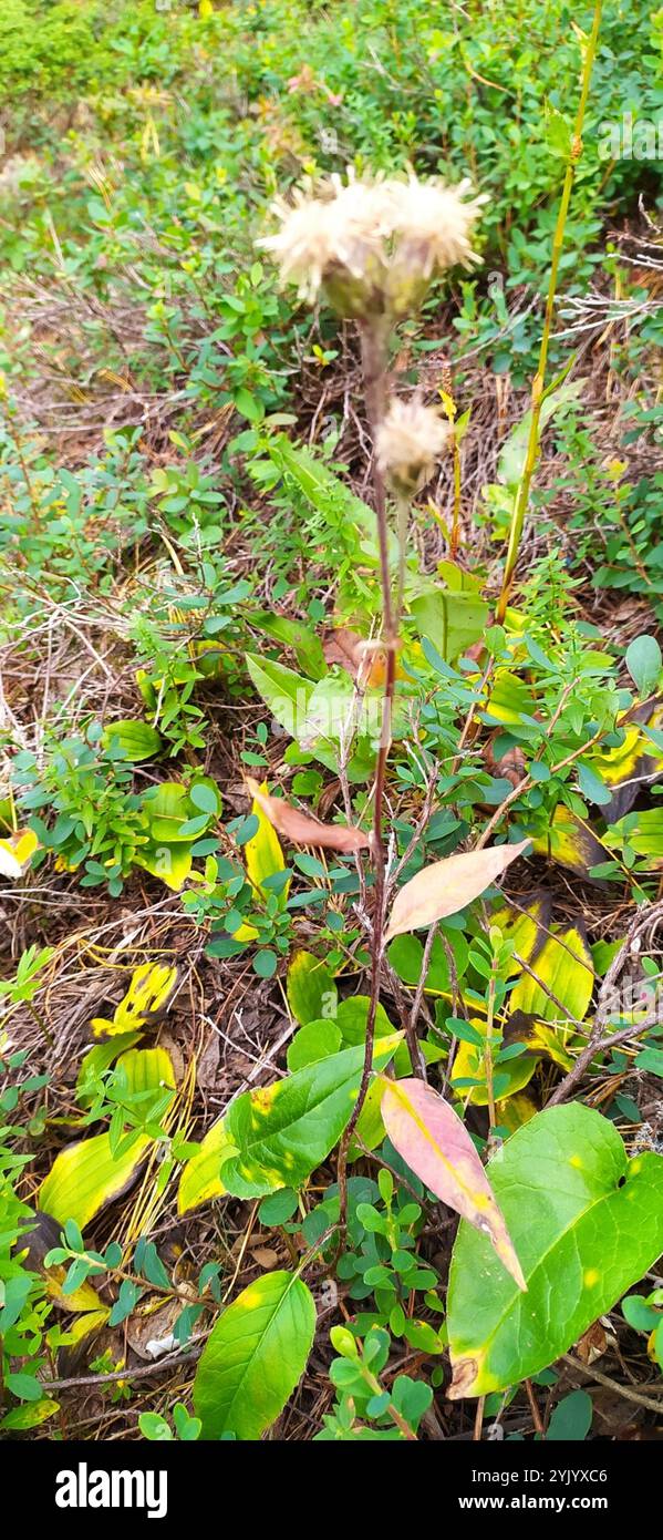 Alpine Saw-wort (Saussurea alpina Stock Photo - Alamy
