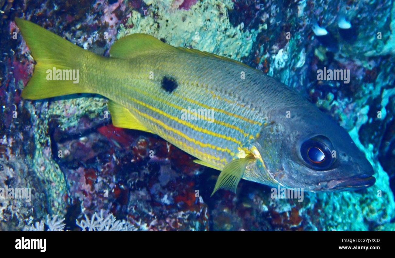 Blackspot Snapper (Lutjanus fulviflamma Stock Photo - Alamy