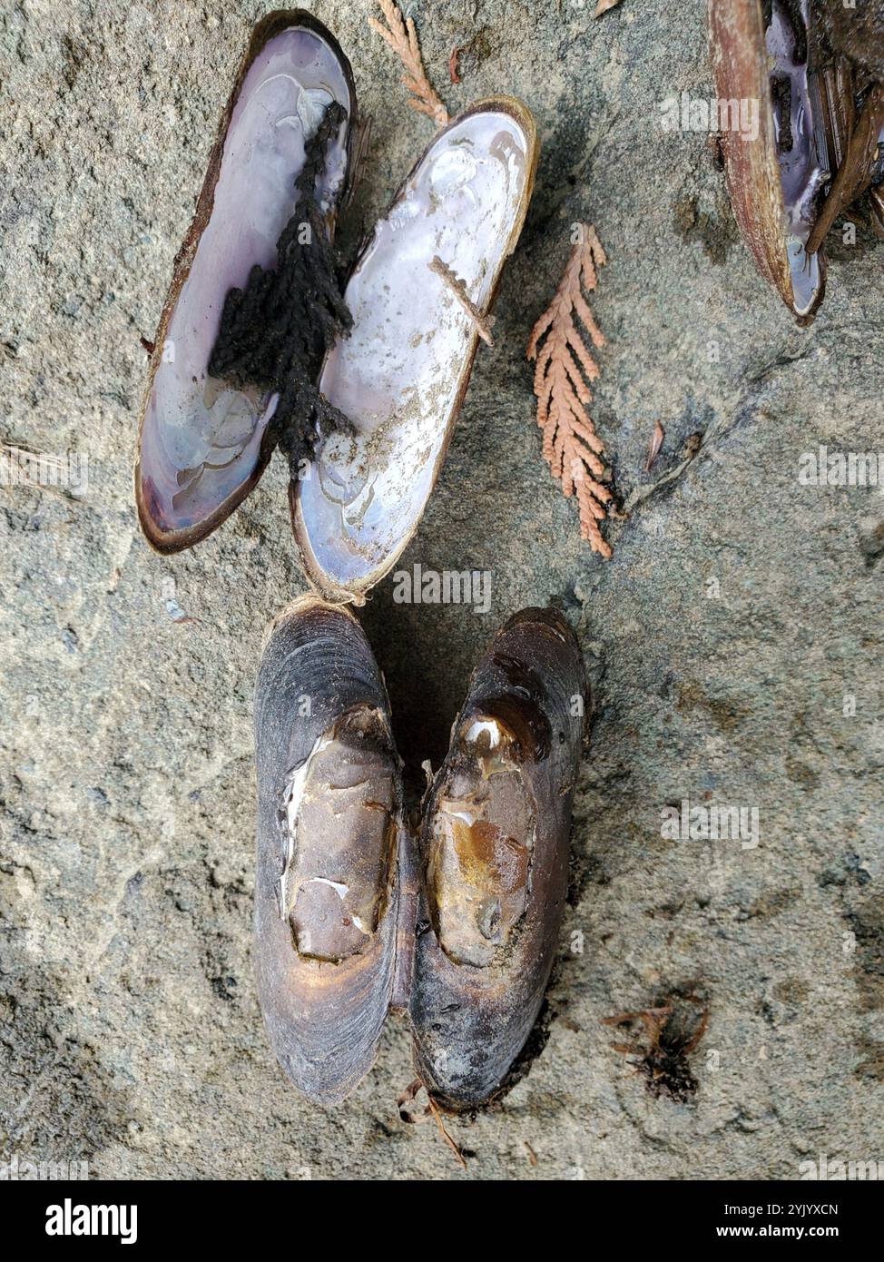 Western Pearlshell (Margaritifera falcata Stock Photo - Alamy