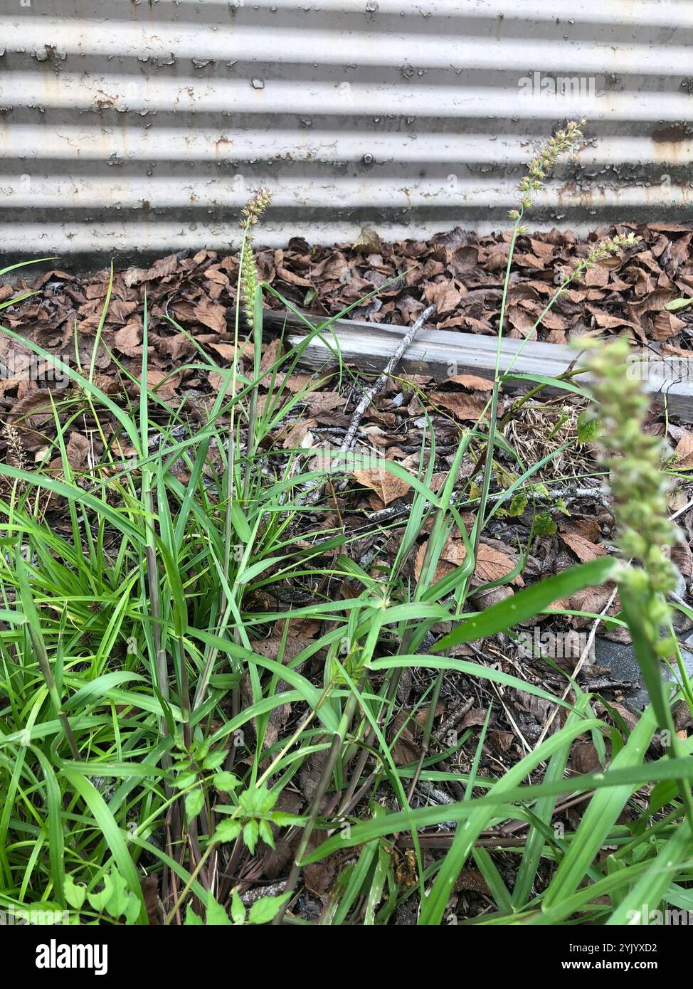 Southern Sandbur (Cenchrus echinatus Stock Photo - Alamy