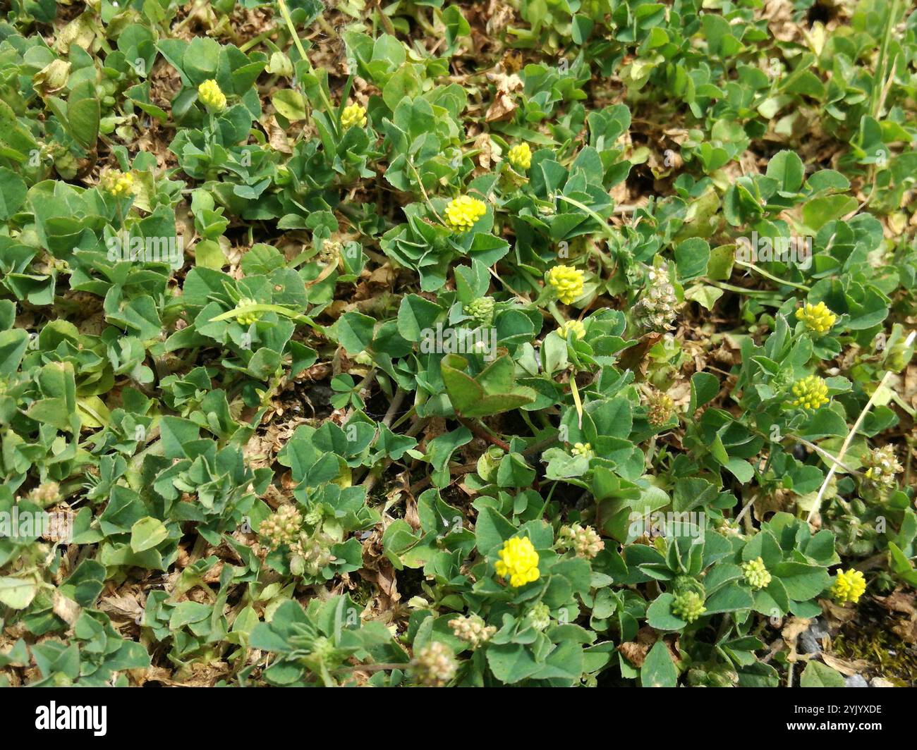 Black Medick (Medicago lupulina Stock Photo - Alamy