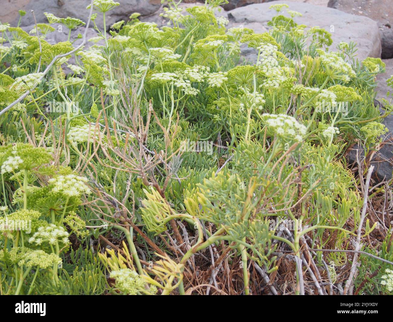 rock samphire (Crithmum maritimum Stock Photo - Alamy