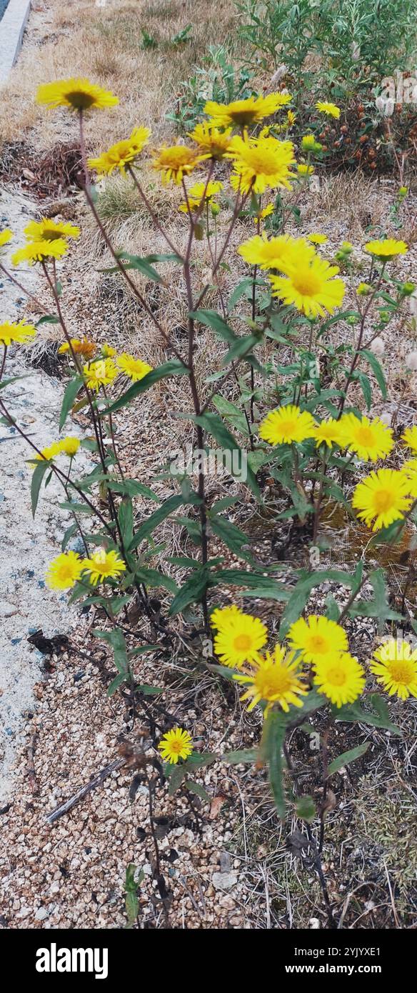 Inula japonica hi-res stock photography and images - Alamy