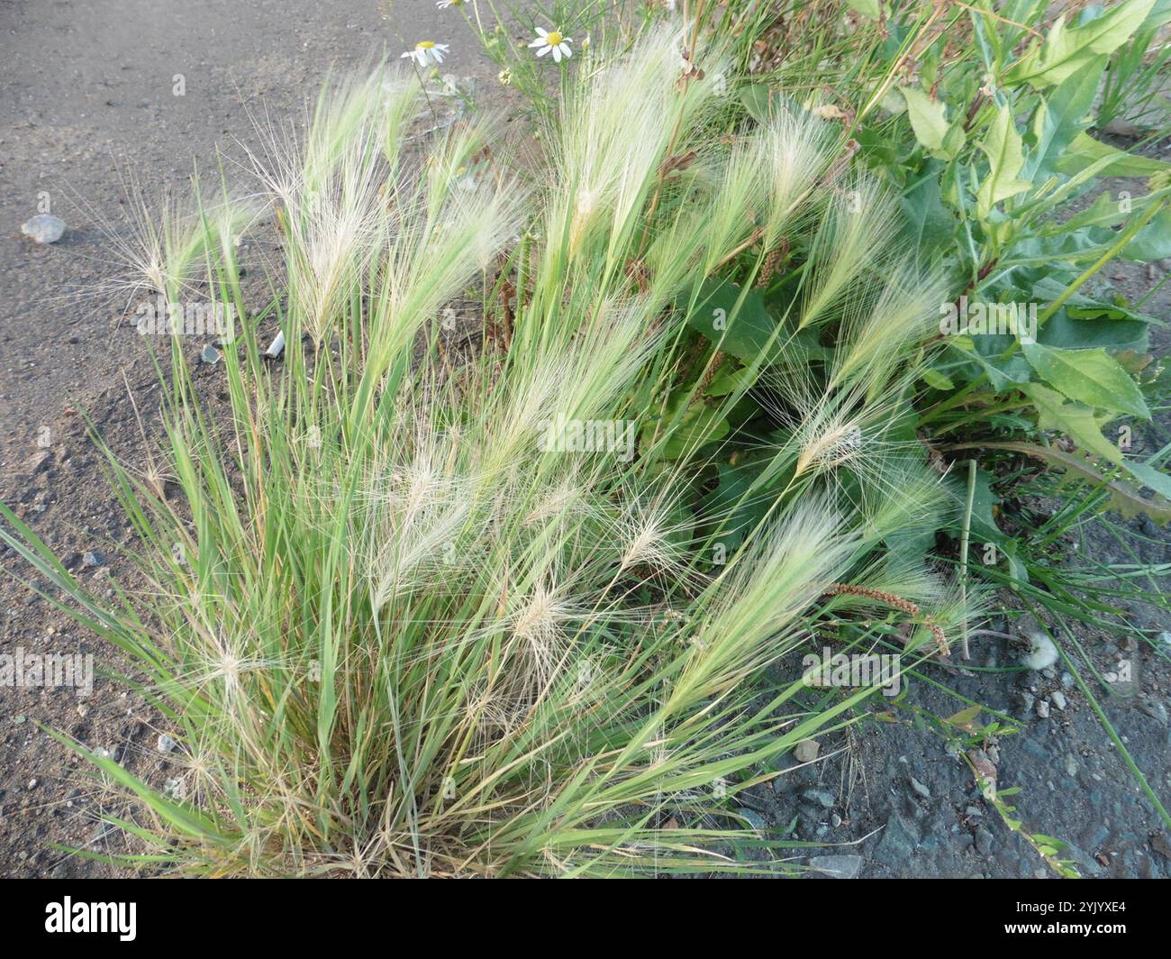 Foxtail Barley (Hordeum jubatum Stock Photo - Alamy