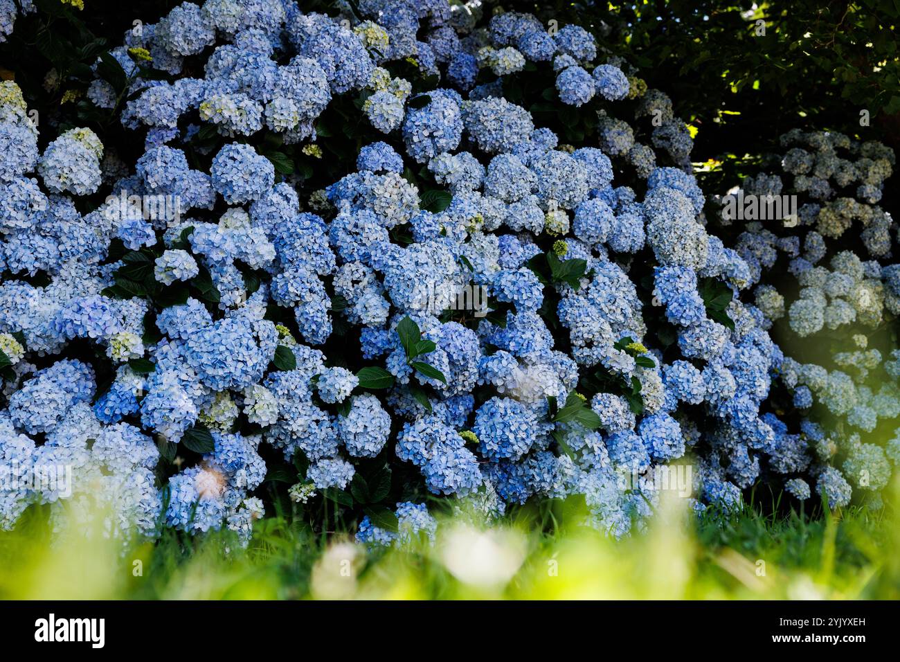Azores islands with hydrangea flowers, close up hydrangeas in nature ...