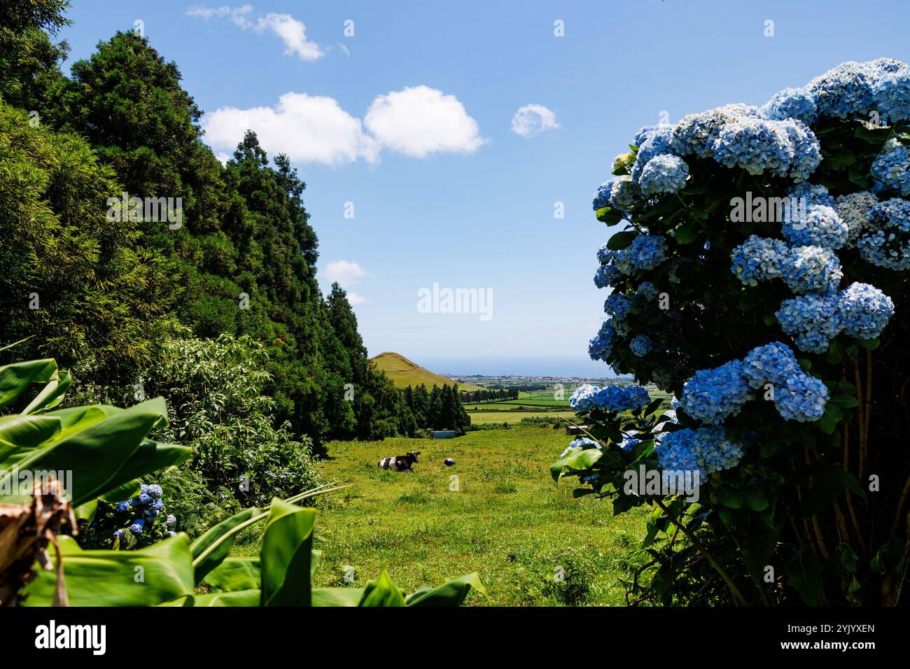 Summer vegetation at Azores islands, hydrangeas at the roadside ...