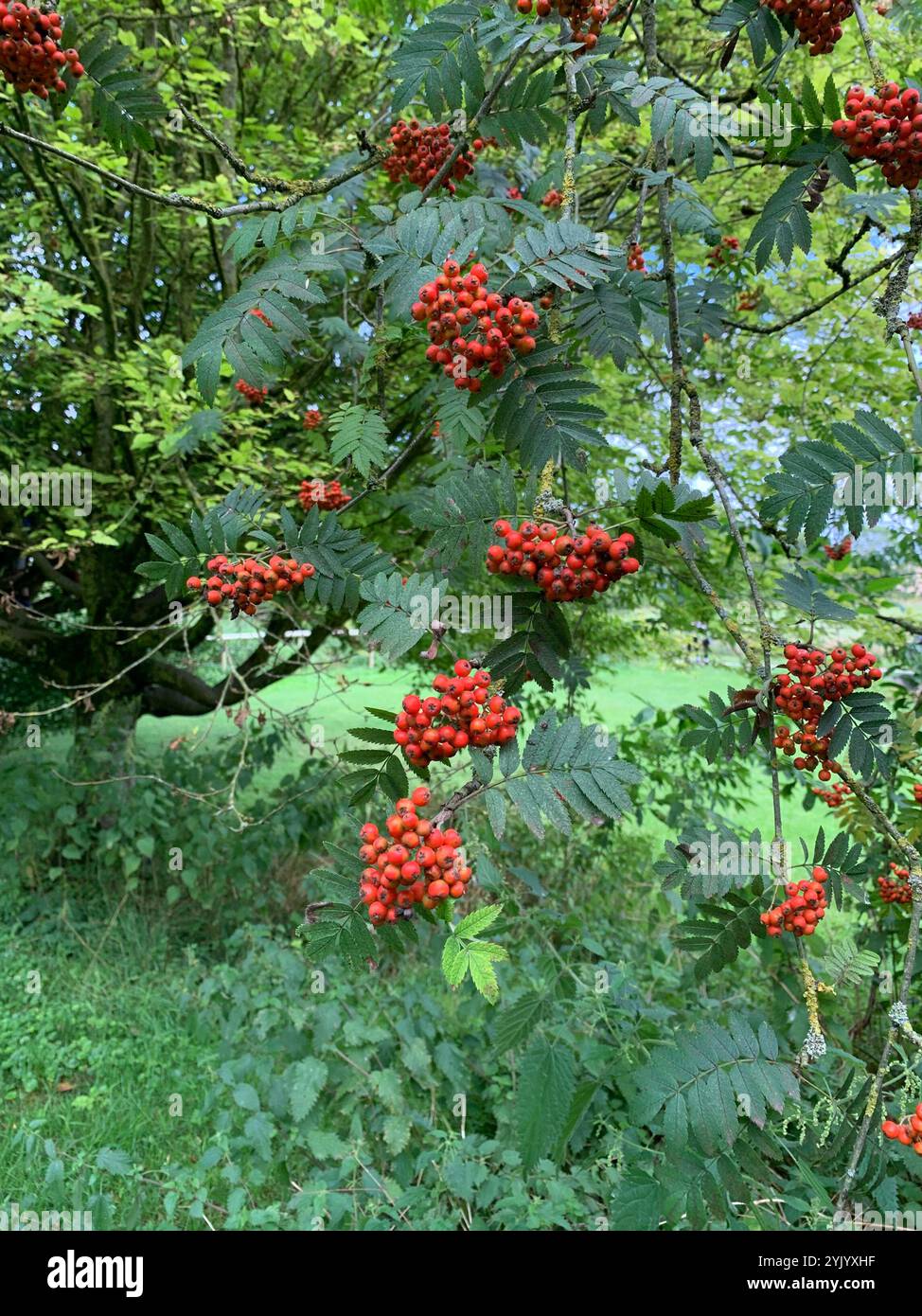 European mountain ash (Sorbus aucuparia Stock Photo - Alamy
