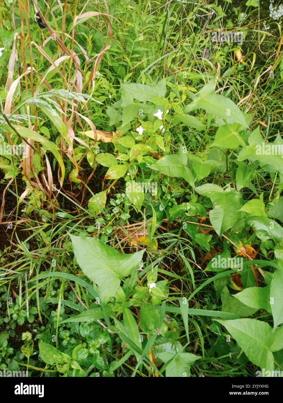 sharpwing monkeyflower (Mimulus alatus Stock Photo - Alamy