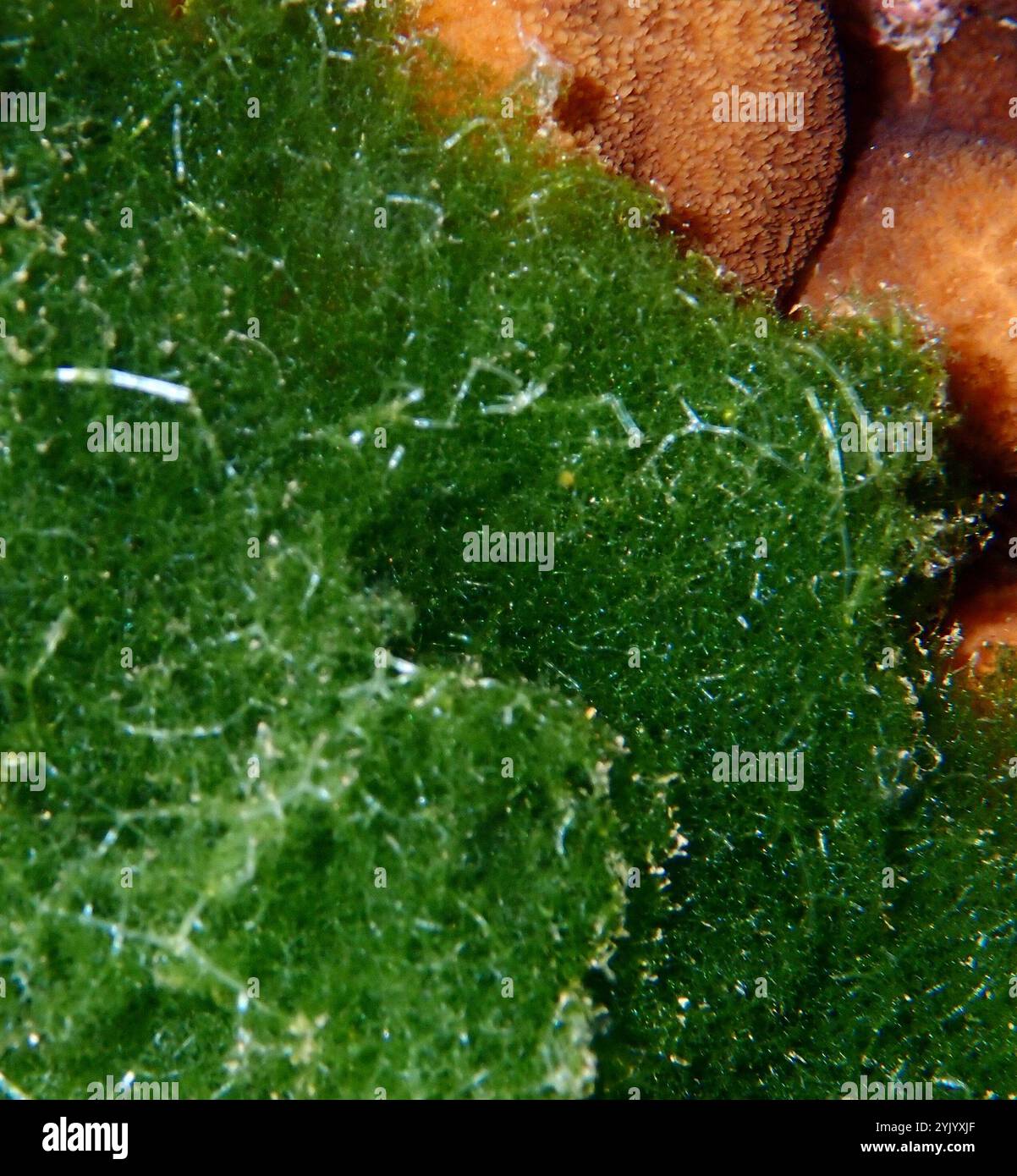 green algae (Chlorophyta Stock Photo - Alamy