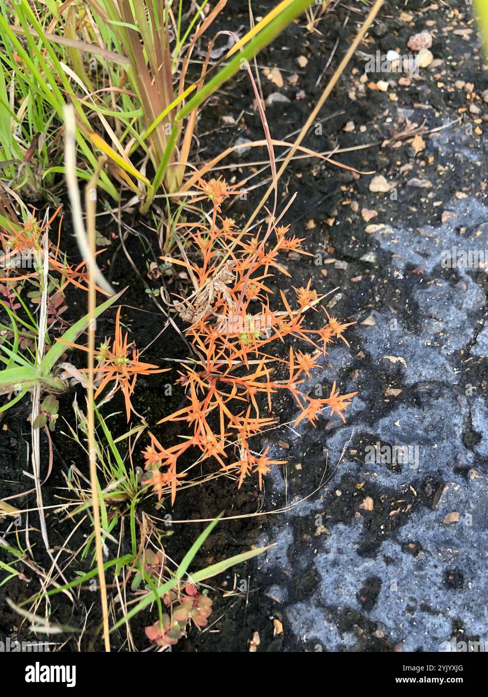 Rust Weed (Polypremum procumbens Stock Photo - Alamy