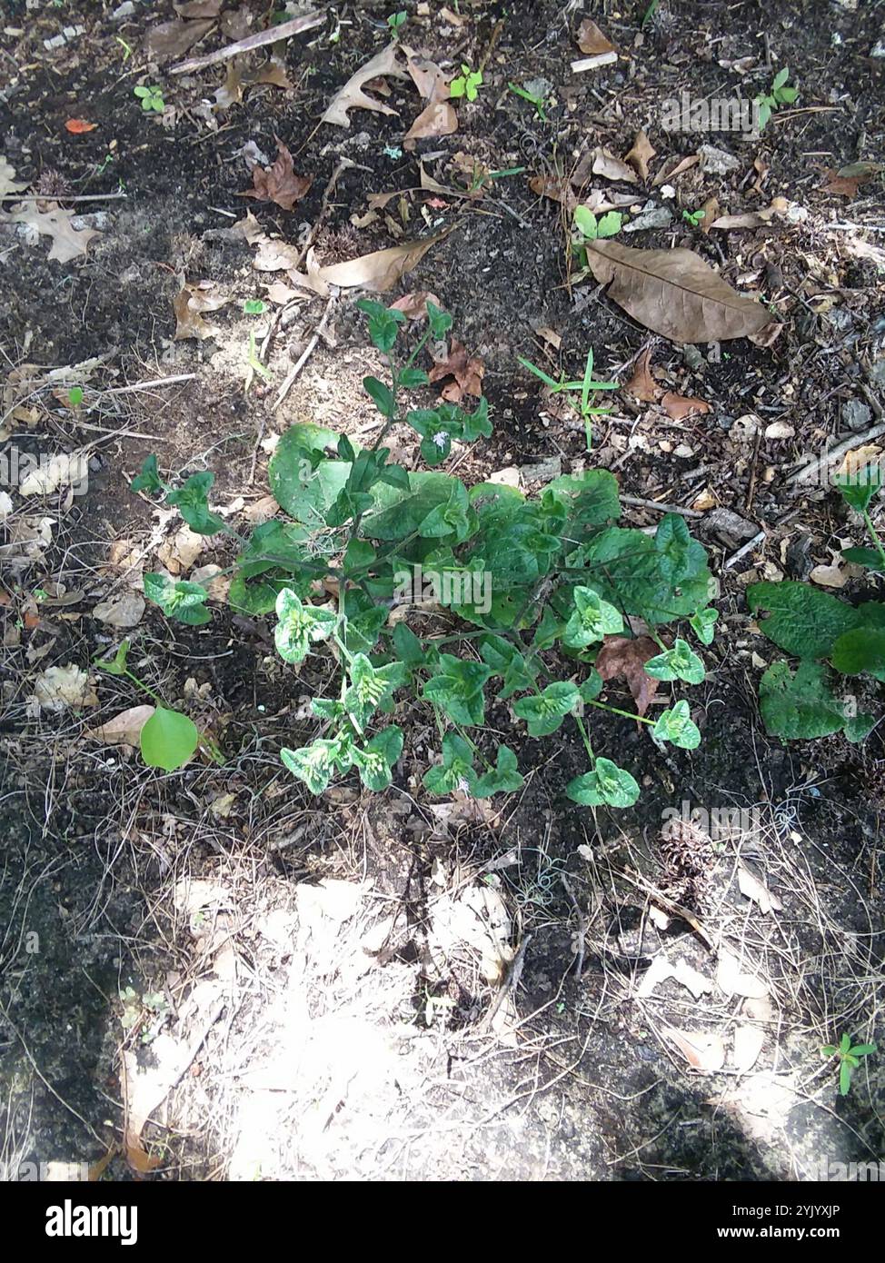 common elephant's-foot (Elephantopus tomentosus Stock Photo - Alamy