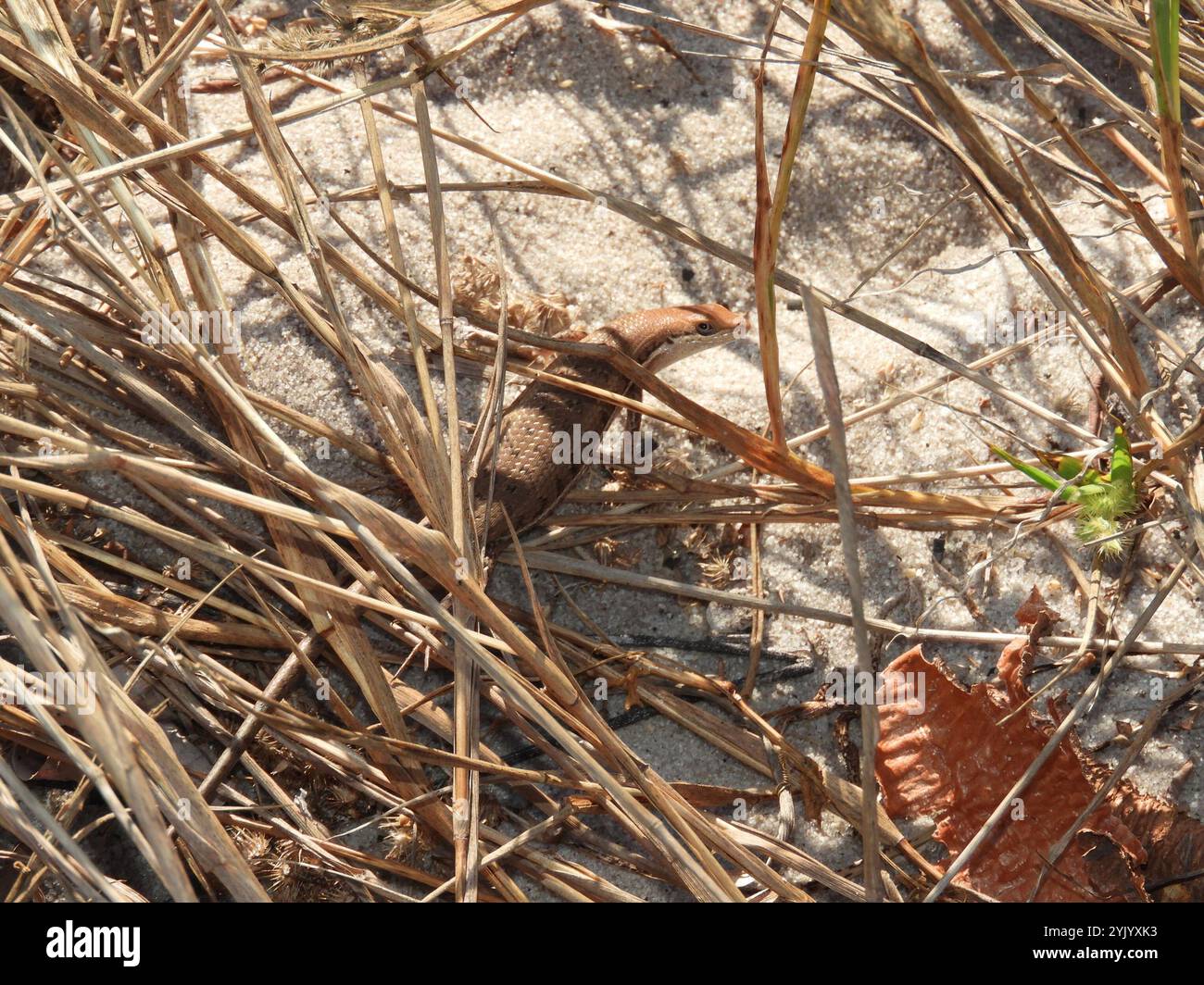 Variable Skink (Trachylepis varia Stock Photo - Alamy