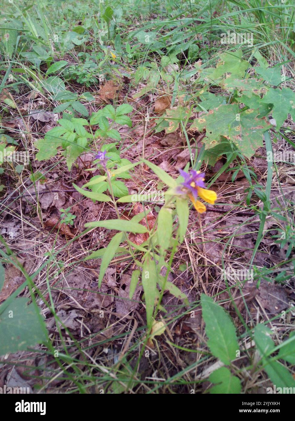 Wood Cow-wheat (Melampyrum nemorosum Stock Photo - Alamy