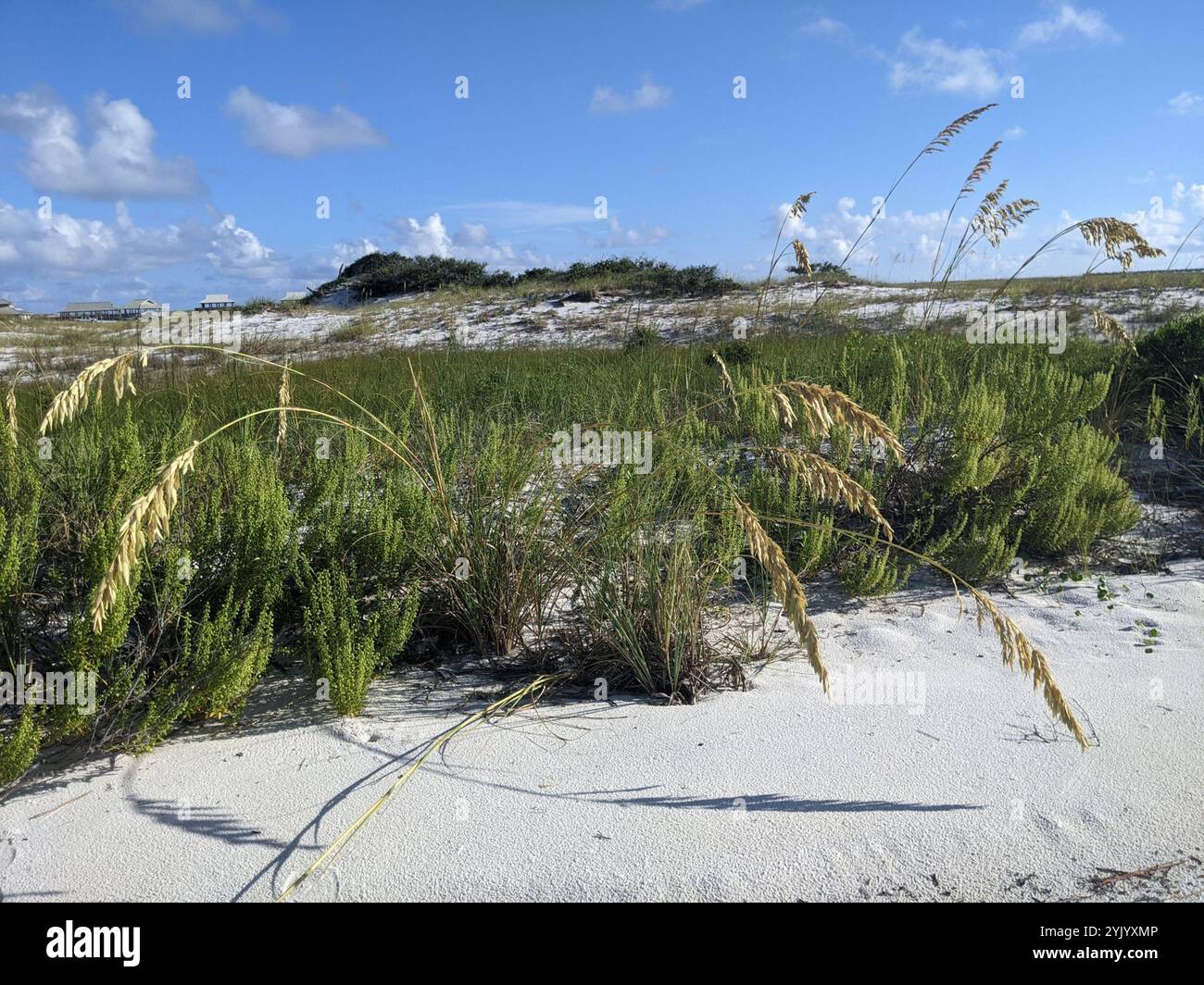 sea oats (Uniola paniculata Stock Photo - Alamy