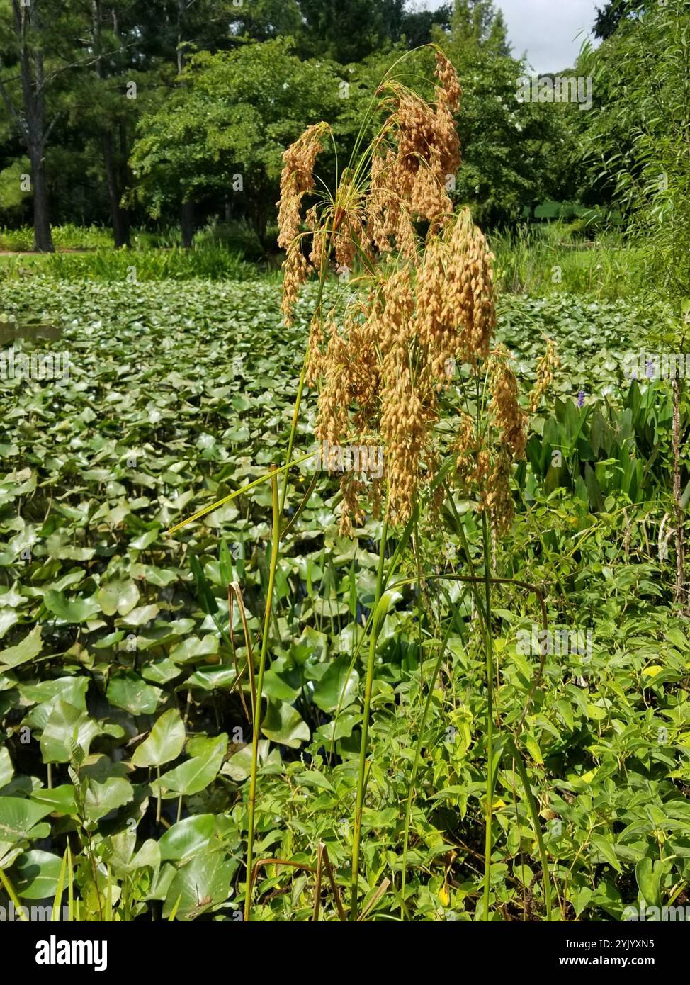 woolgrass (Scirpus cyperinus Stock Photo - Alamy