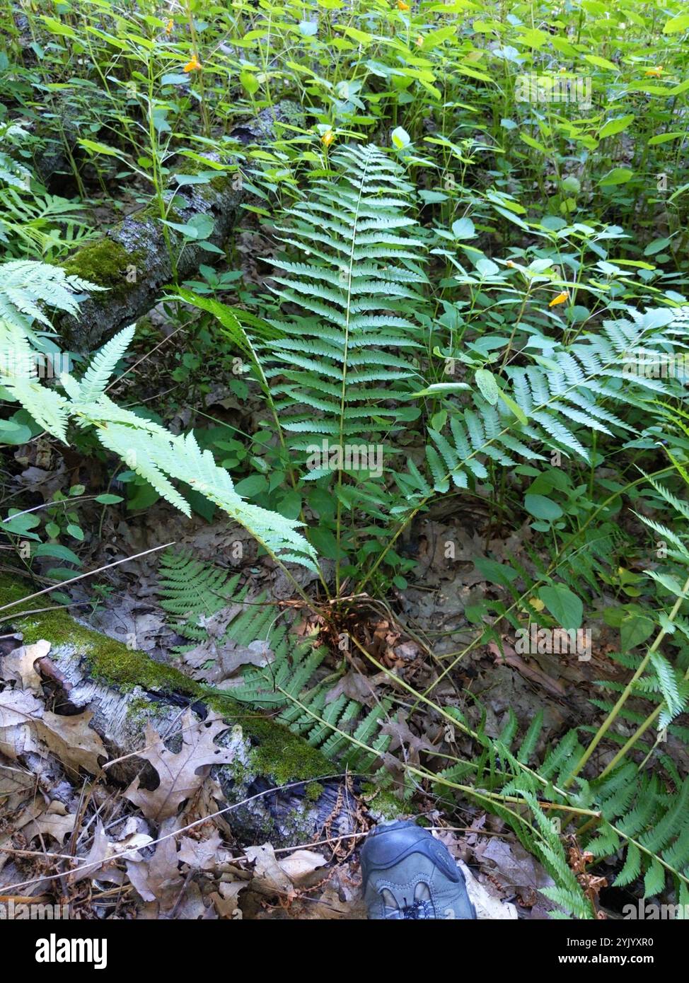cinnamon fern (Osmundastrum cinnamomeum Stock Photo - Alamy