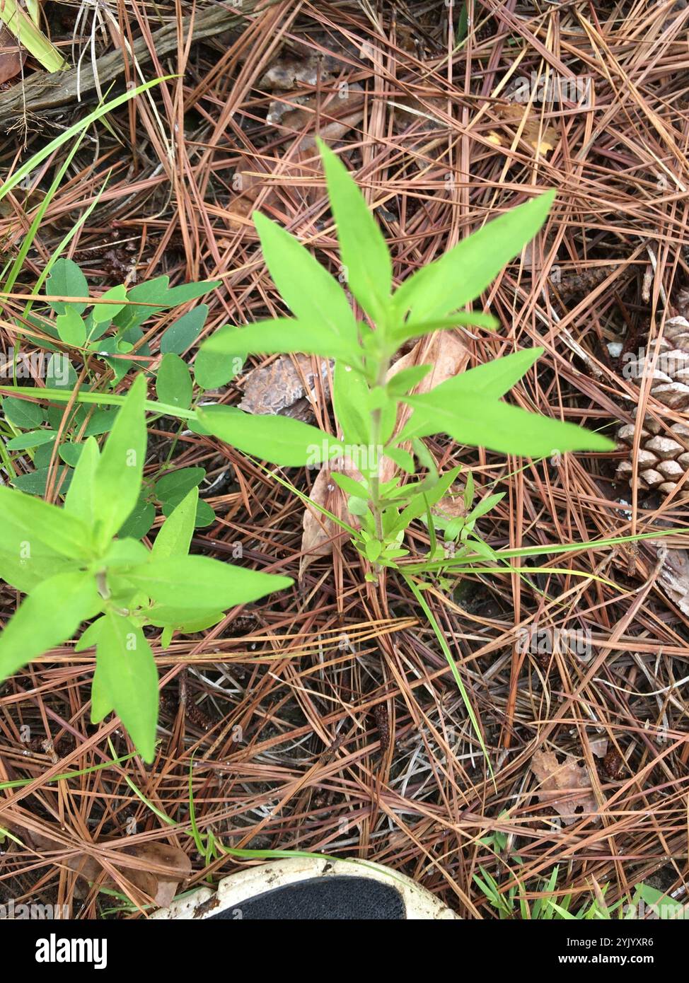 Blue Curls (Trichostema dichotomum Stock Photo - Alamy